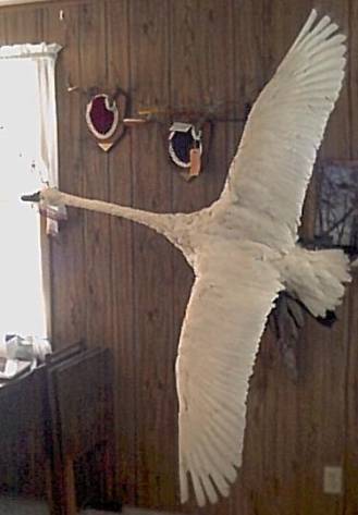 Full picture of swan mount